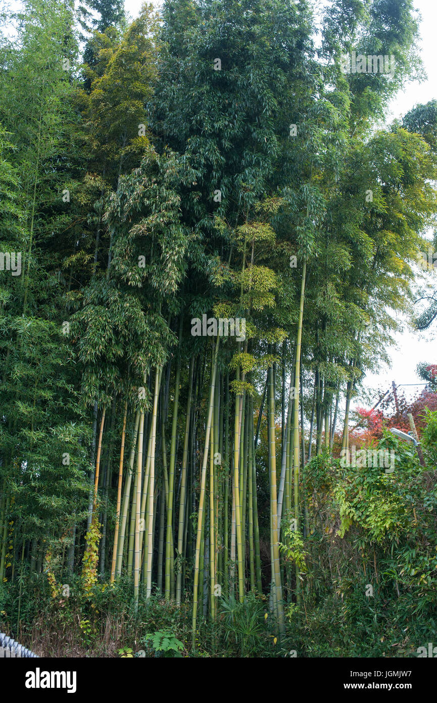 Japan bamboo hi-res stock photography and images - Alamy