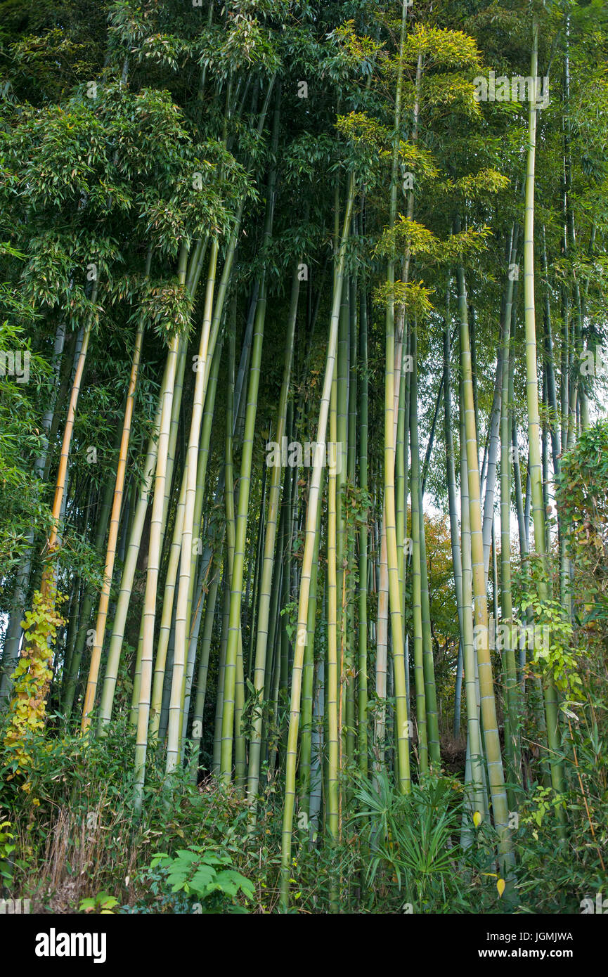 Japan bamboo hi-res stock photography and images - Alamy