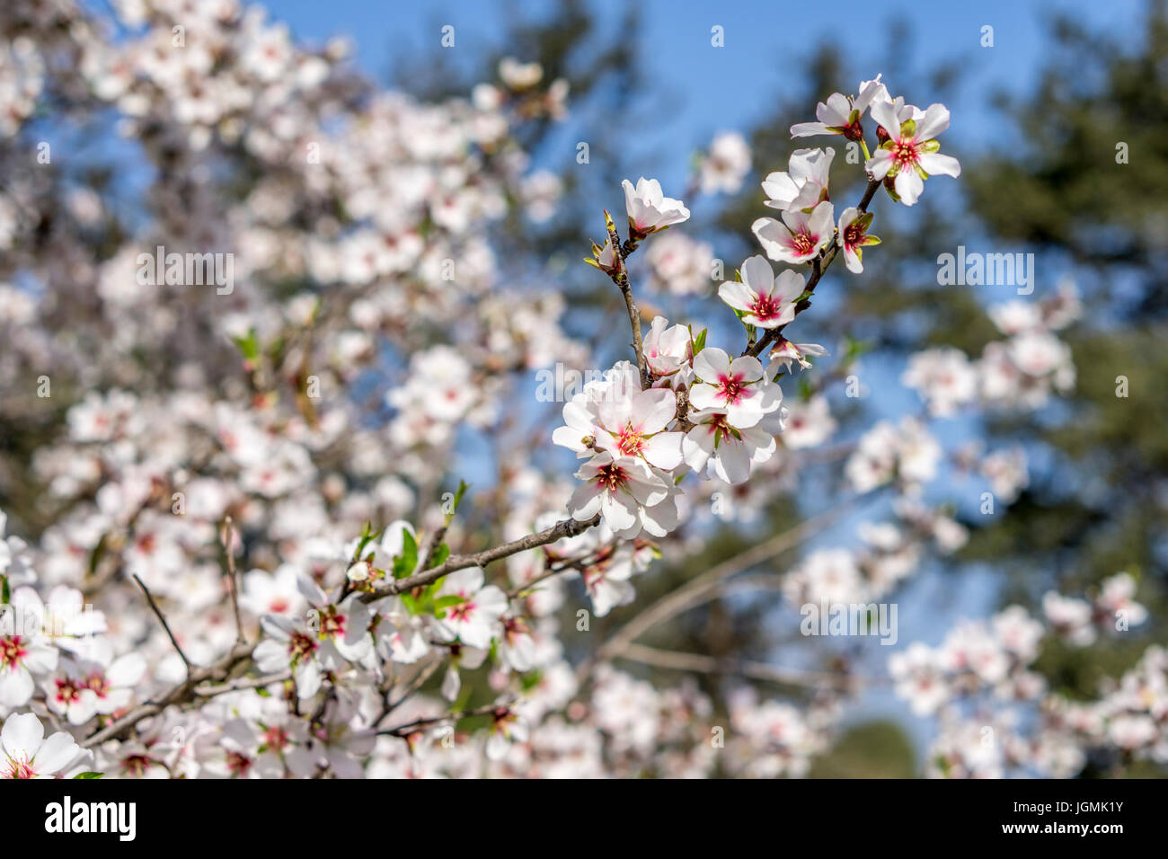 almond tree close up Stock Photo - Alamy