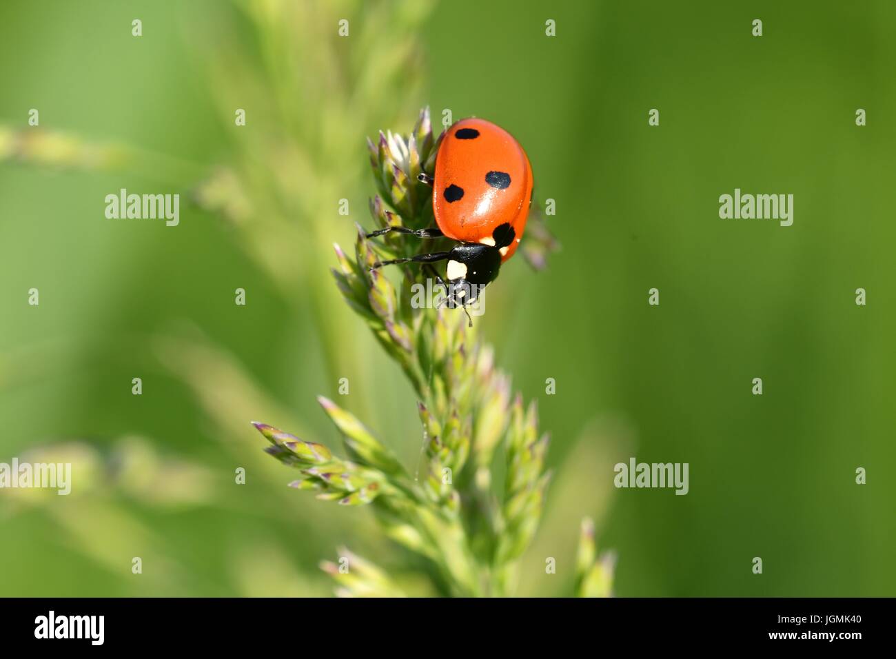 wildlife ladybird on the leaf Stock Photo - Alamy