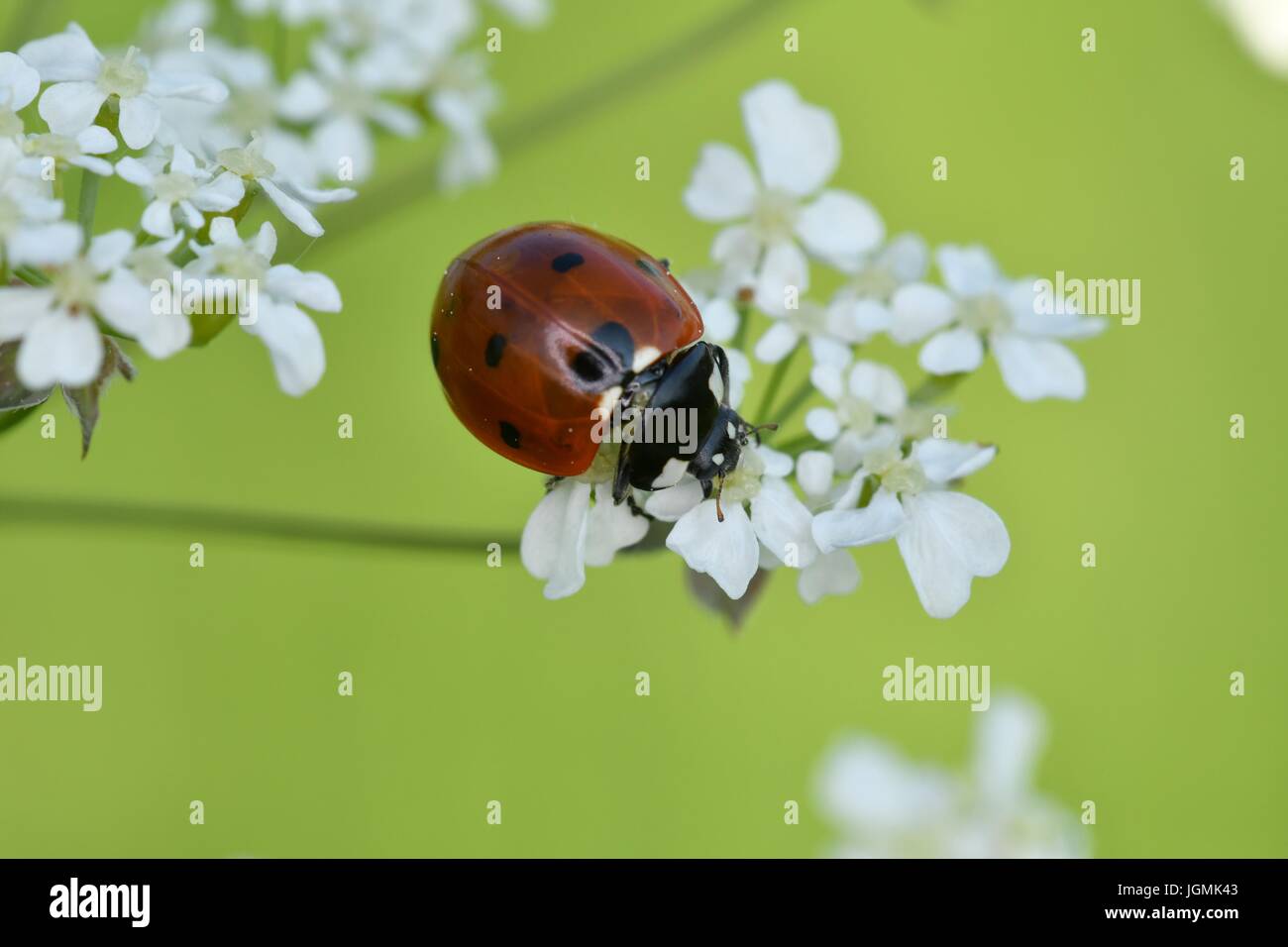 wildlife ladybird on the leaf Stock Photo - Alamy