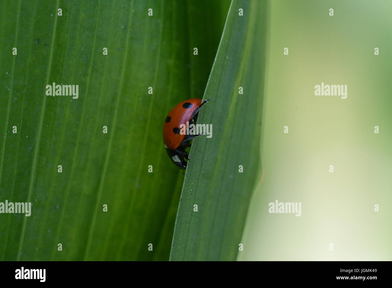 Ladybirdon hi-res stock photography and images - Alamy