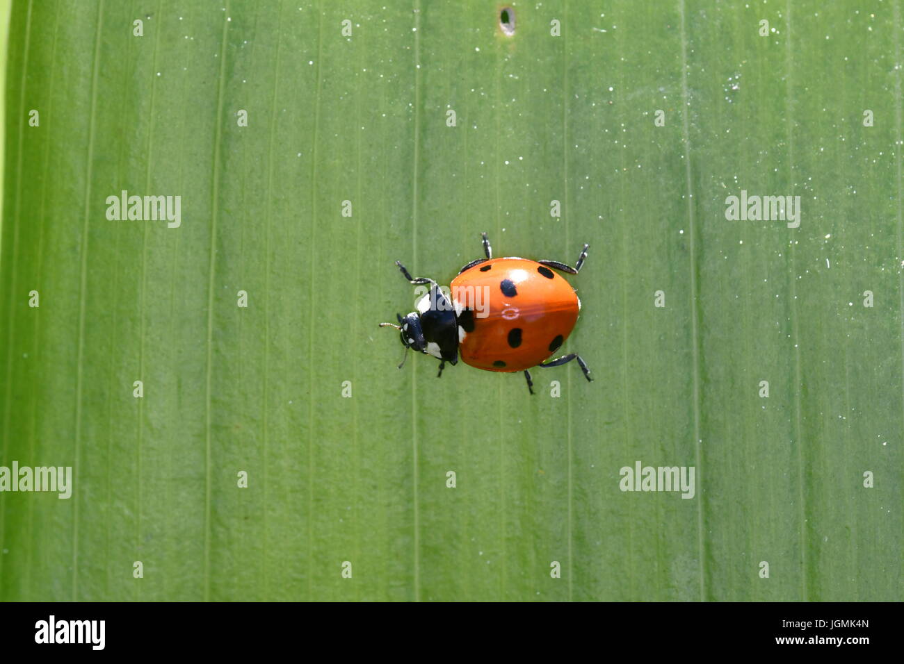 wildlife ladybird on the leaf Stock Photo - Alamy