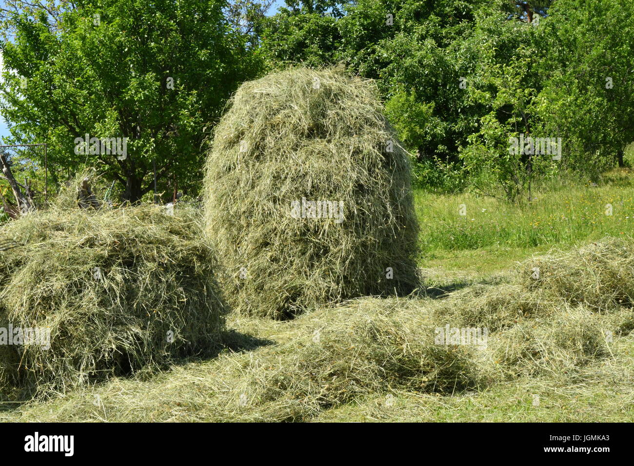 traditional way of hay stocked in the village Stock Photo - Alamy