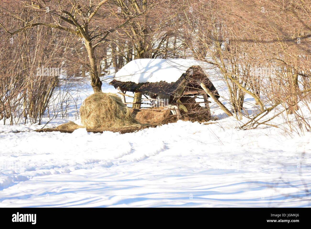 Fodder rack for deers in winter with hay Stock Photo - Alamy