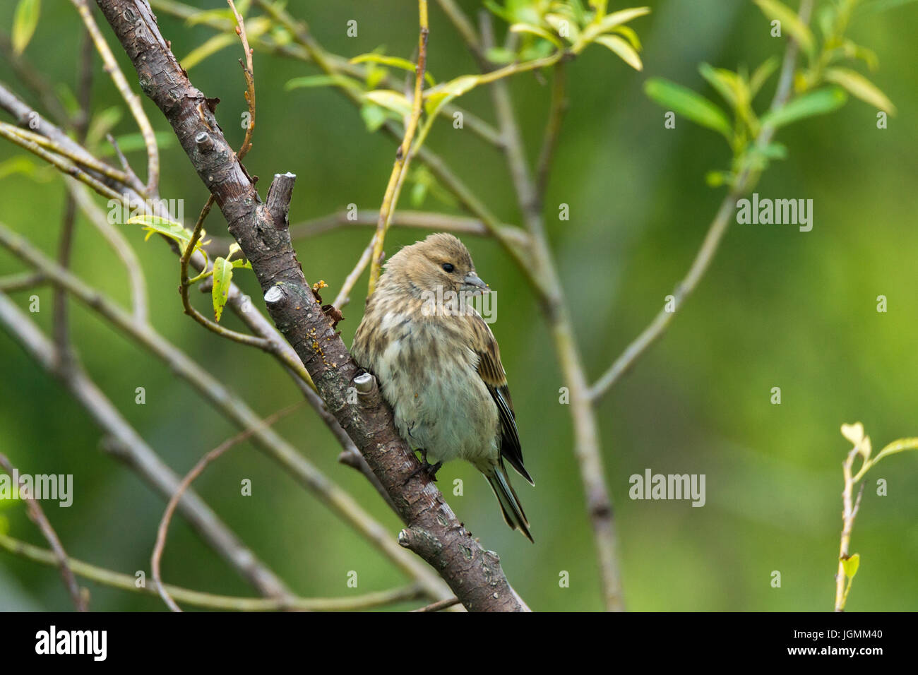 Finch on a branch, beautiful bird, Russia, village, summer Stock Photo ...