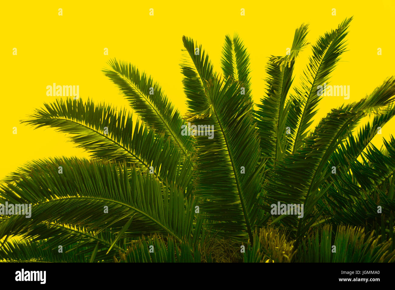 Palm tree fronds growth hi-res stock photography and images - Alamy