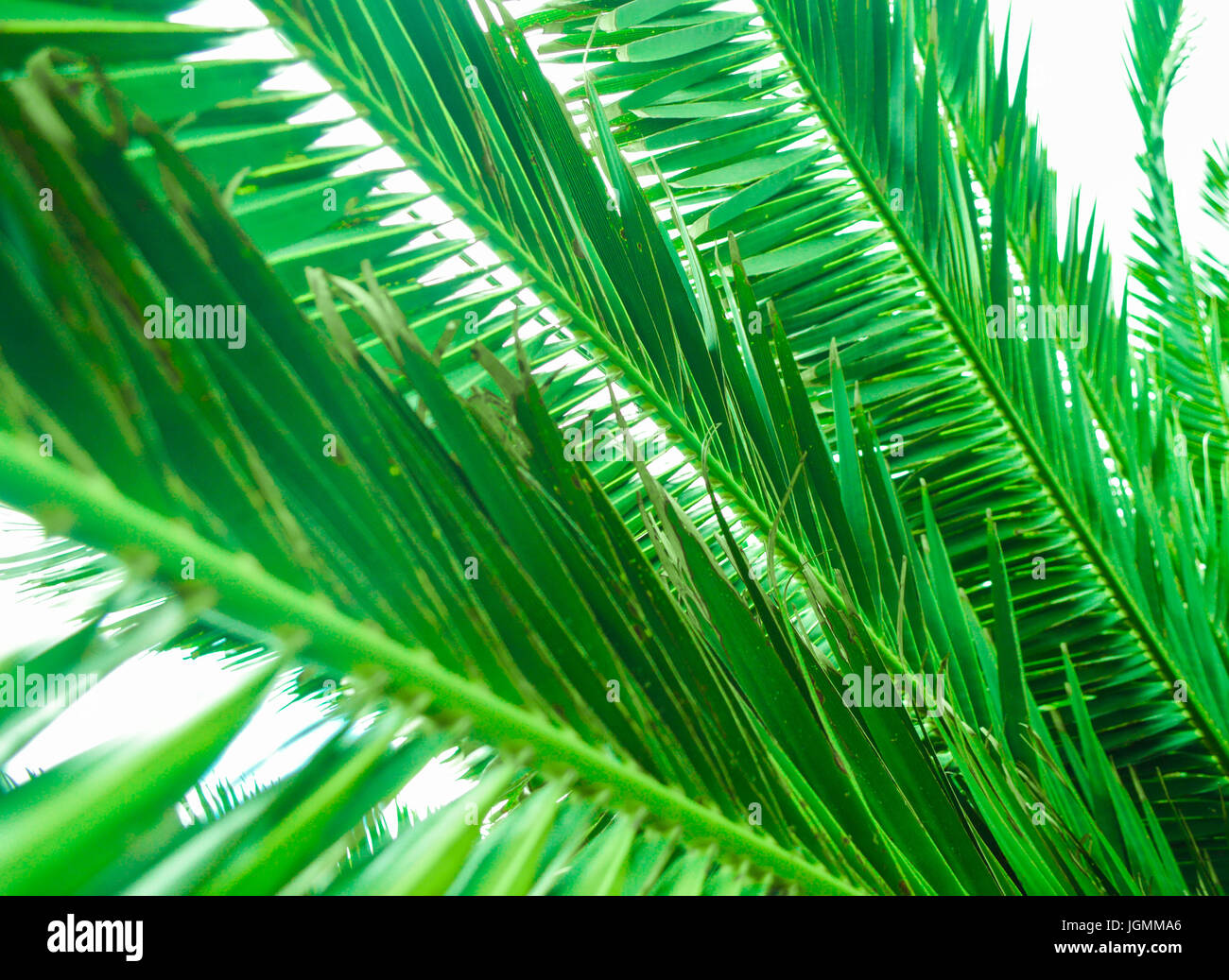 Palm Tree Fronds Growth High Resolution Stock Photography and Images ...