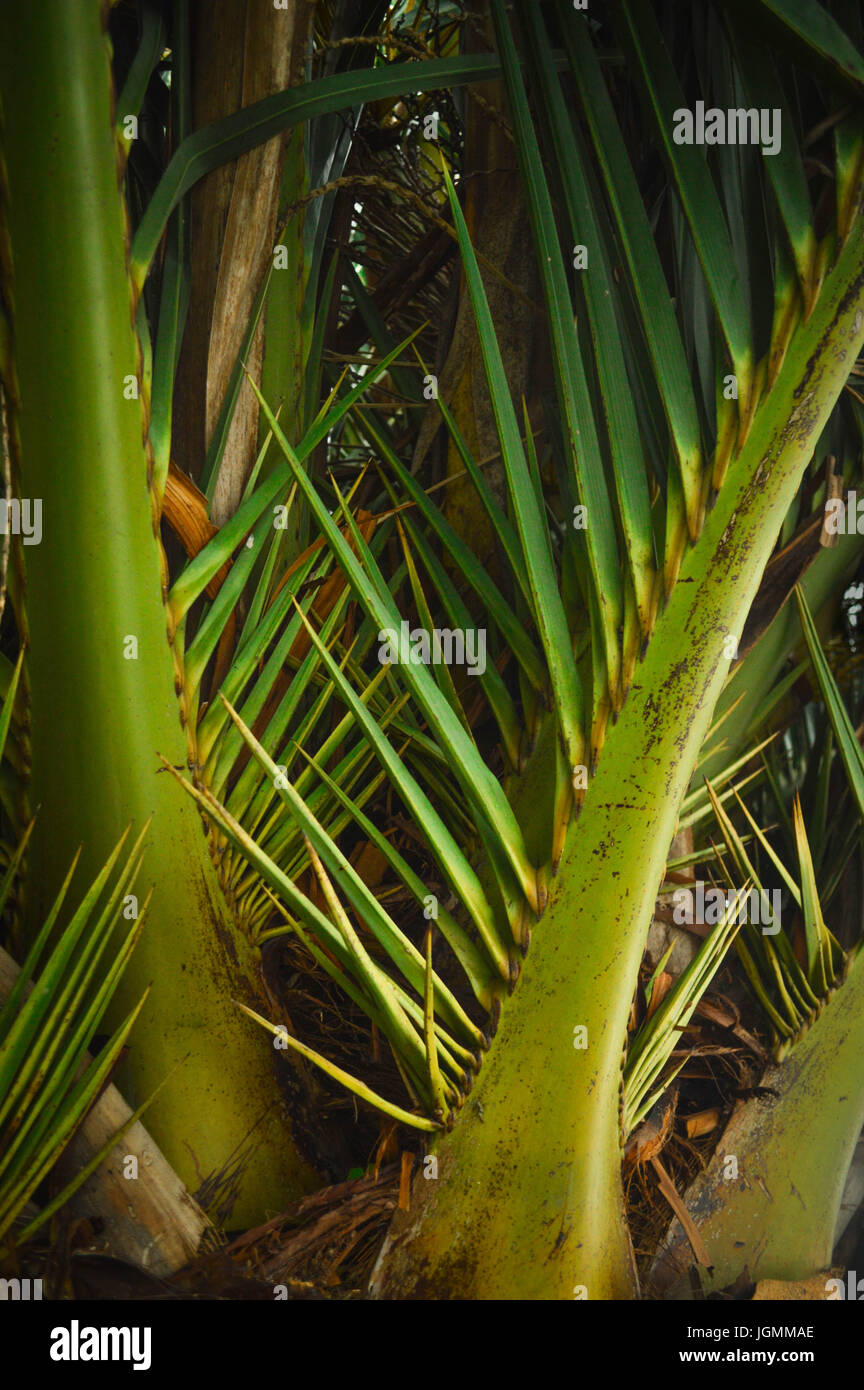 Palm tree fronds growth hi-res stock photography and images - Alamy