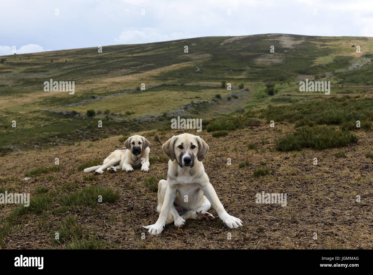 Livestock guardian dogs hi-res stock photography and images - Alamy