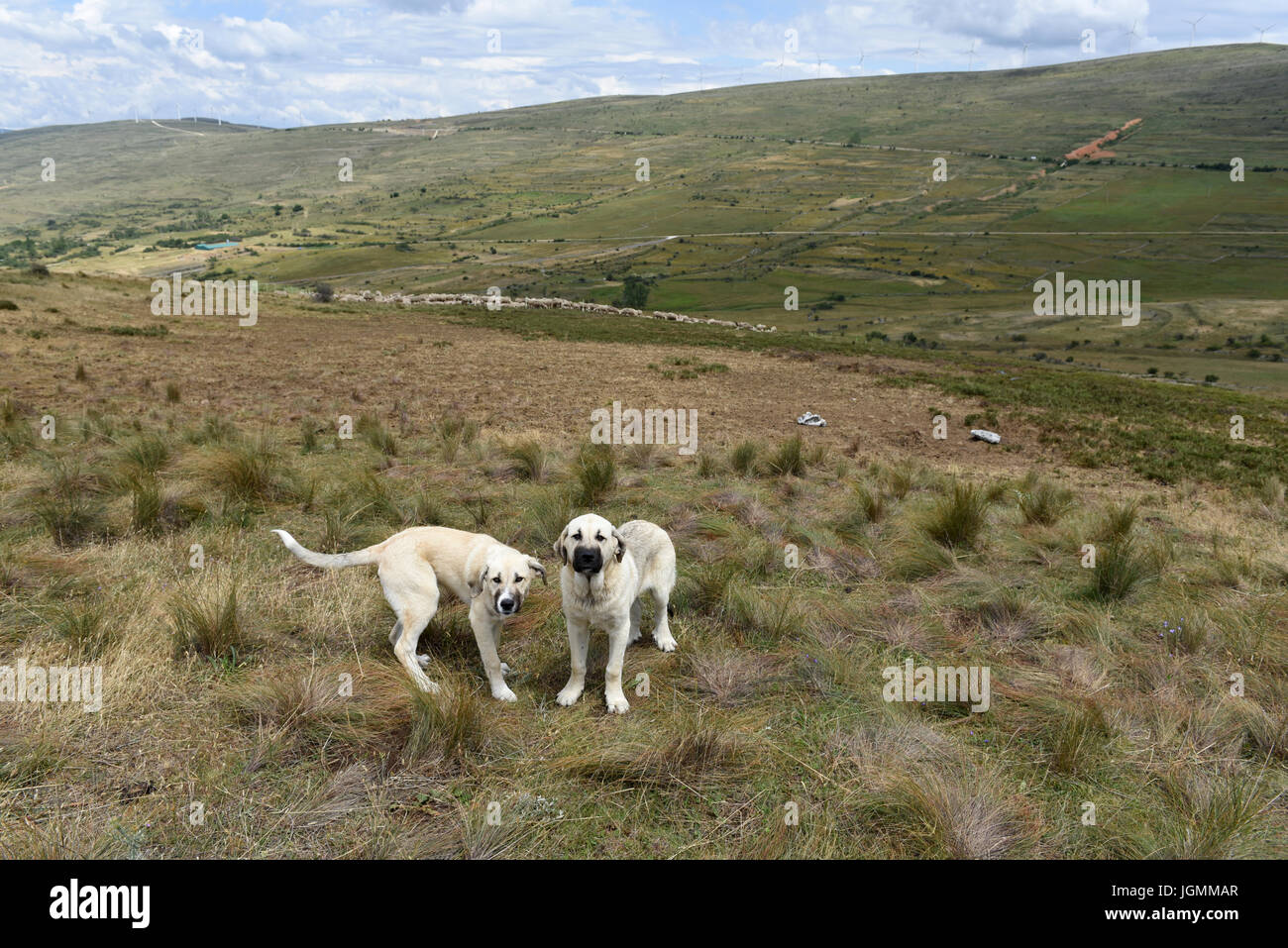 Livestock guardian dogs hi-res stock photography and images - Alamy