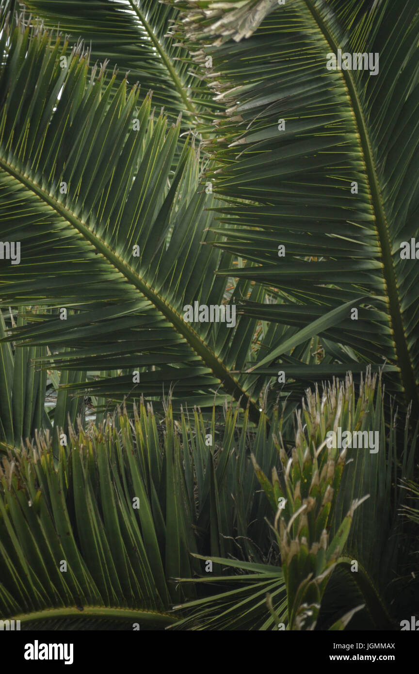 Palm tree fronds growth hi-res stock photography and images - Alamy