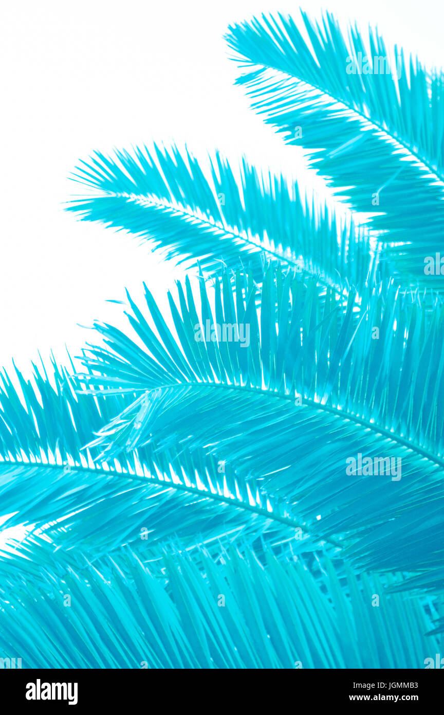 Palm Tree Fronds Growth High Resolution Stock Photography and Images ...