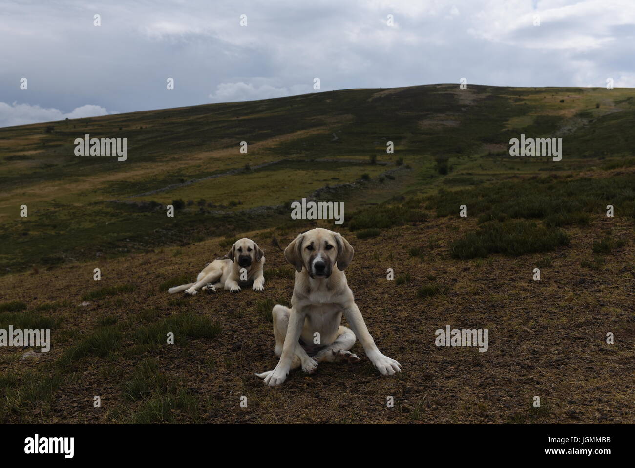 Livestock guardian dogs hi-res stock photography and images - Alamy