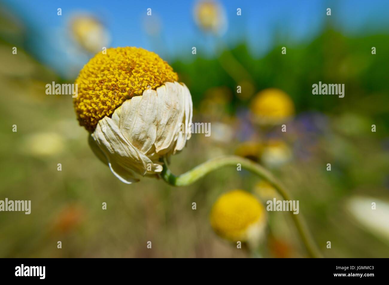 Mayweed, flower head isolated Stock Photo - Alamy