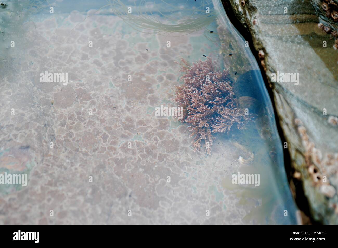 Shallow rock pool with anemone and seaweed Stock Photo - Alamy