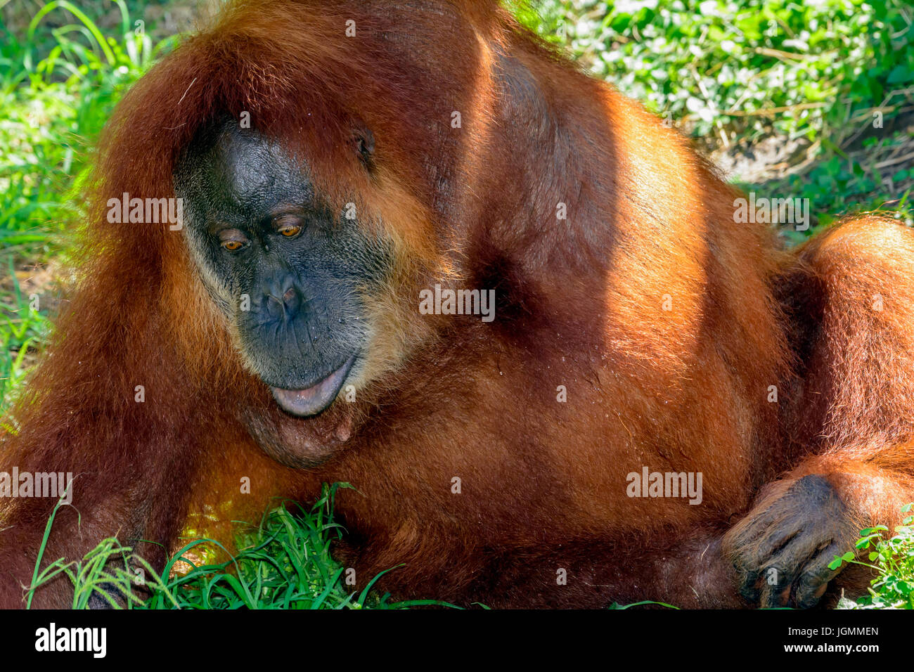Orangutang deforestation hi-res stock photography and images - Alamy
