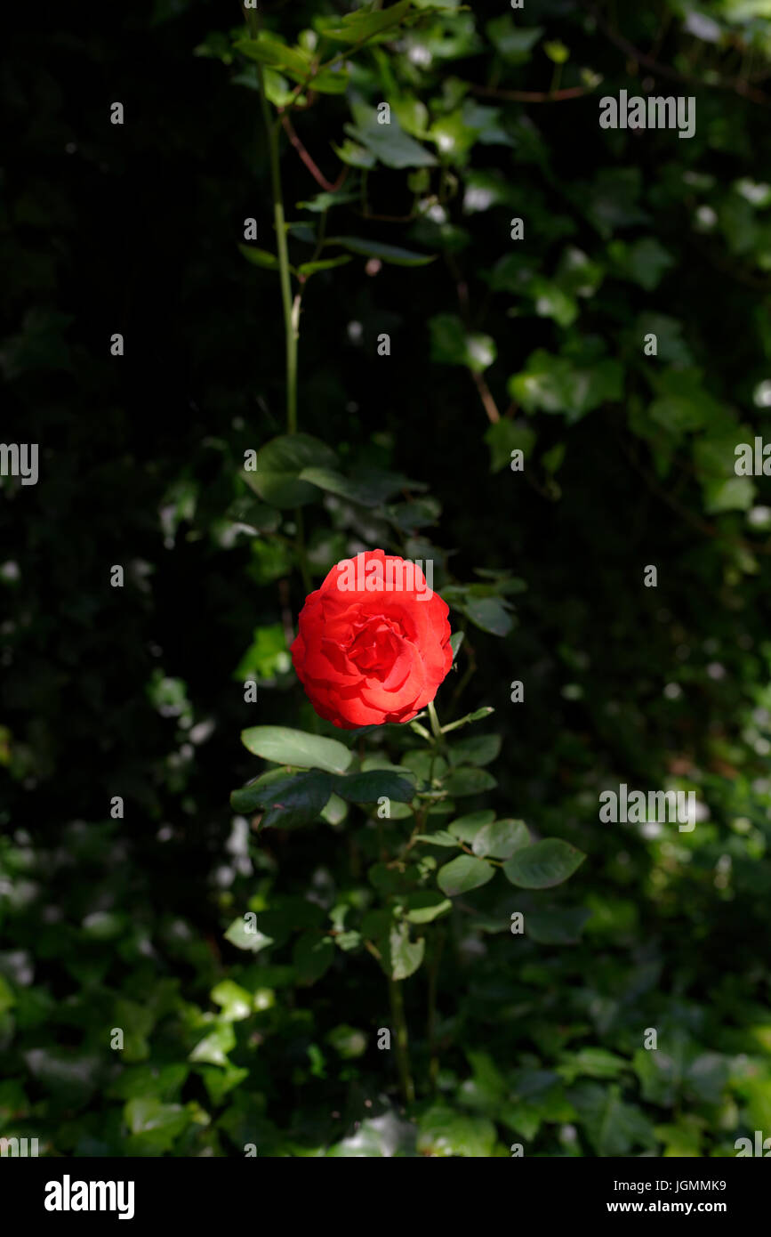 Single red rose with dark leaves background in ramsbottom lancashire uk ...