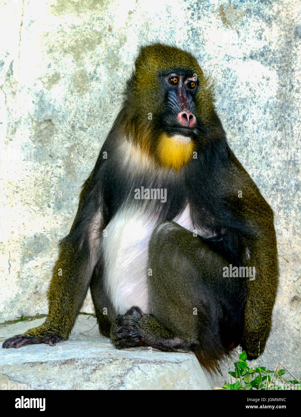 Mandrill portrait congo hi-res stock photography and images - Alamy
