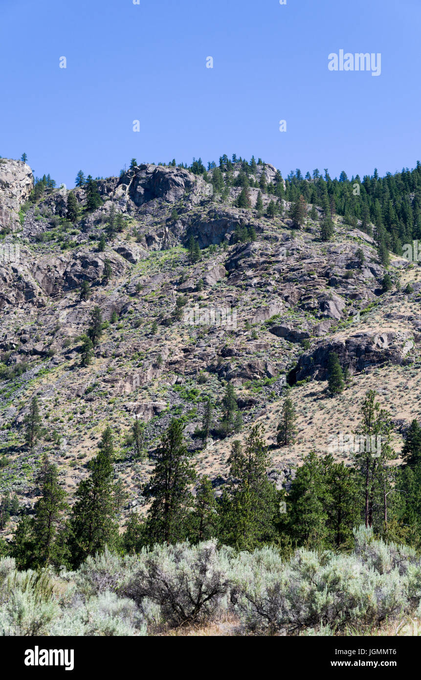 This arid landscape offers a surprising variety of plants,bushes trees ...