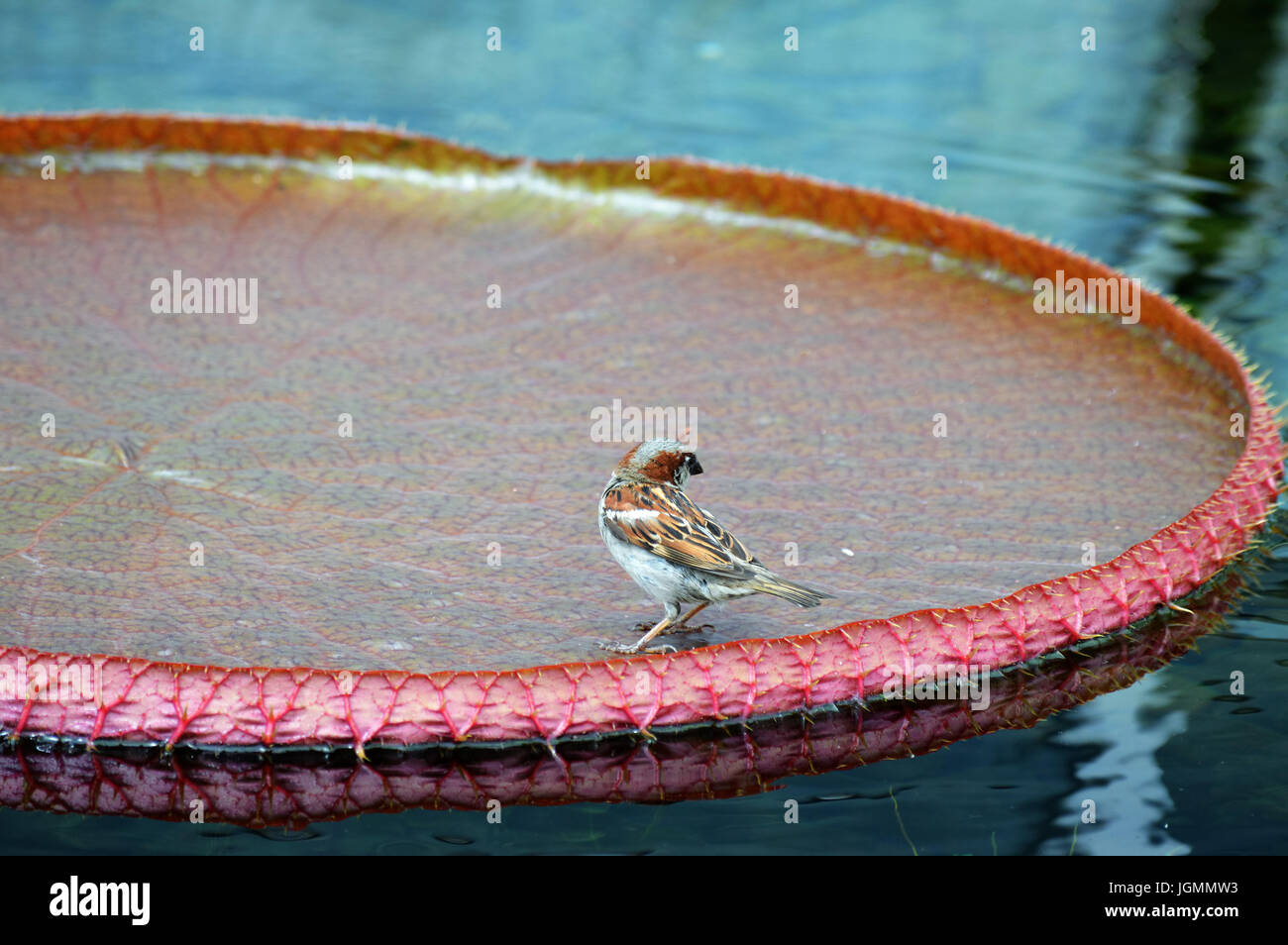Lily pad bird hi-res stock photography and images - Alamy
