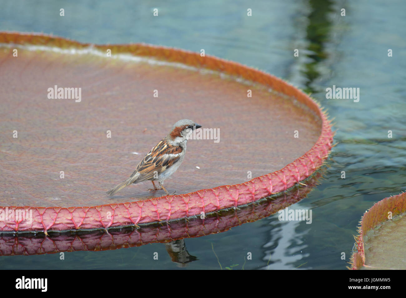 Bird on a lily pad Stock Photo - Alamy