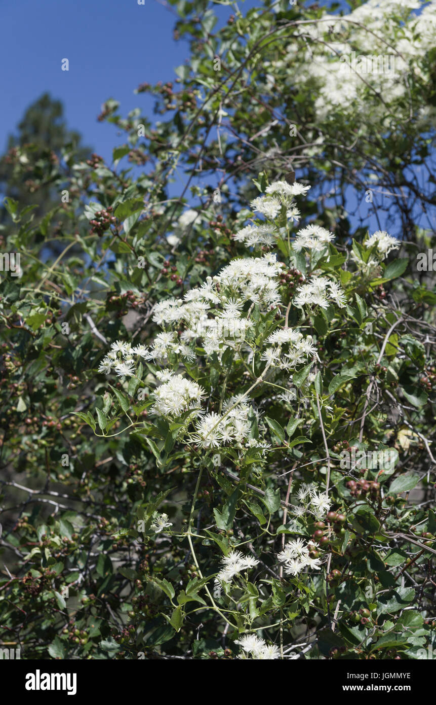 Flowering Saskatoon bush Stock Photo - Alamy