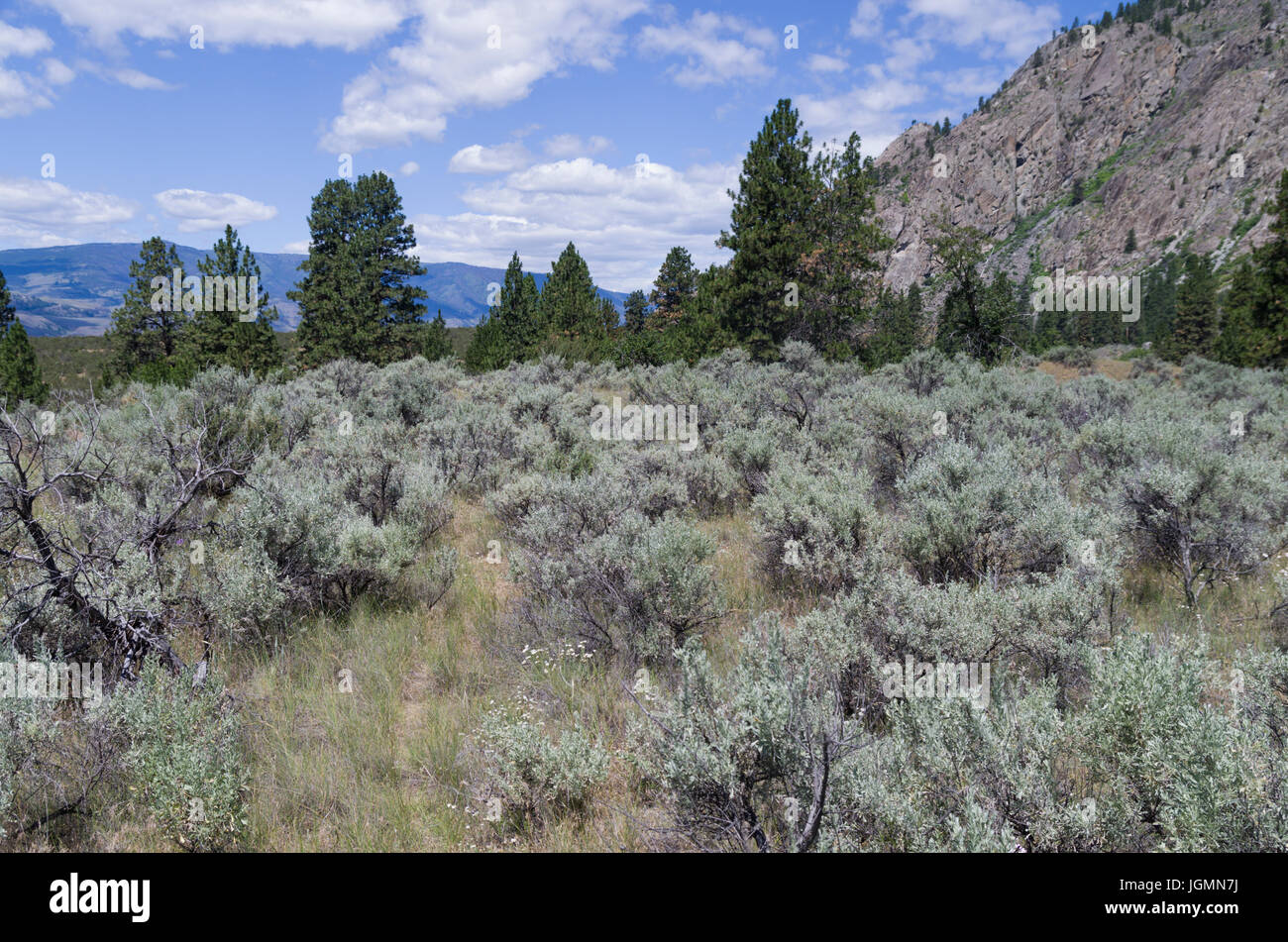 This arid landscape offers a surprising variety of plants,bushes trees ...