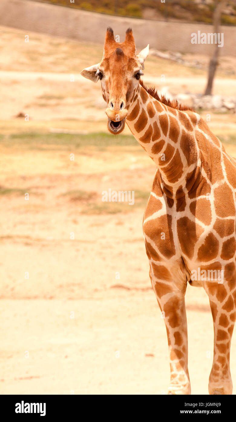 Giraffe laughing hi-res stock photography and images - Alamy