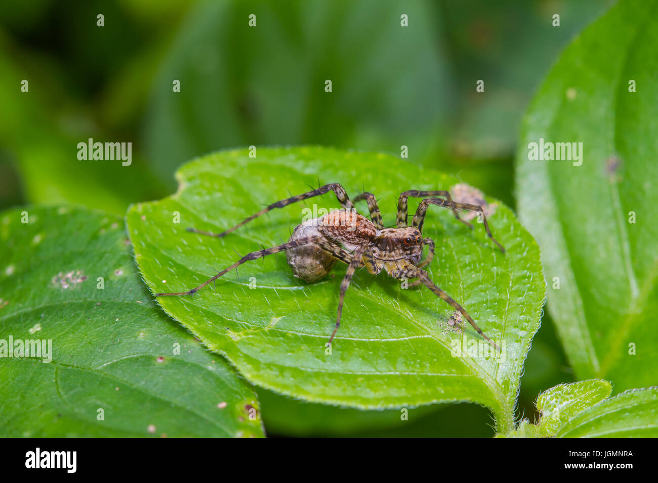 Close up spider in forest, abstract in nature background Stock Photo ...