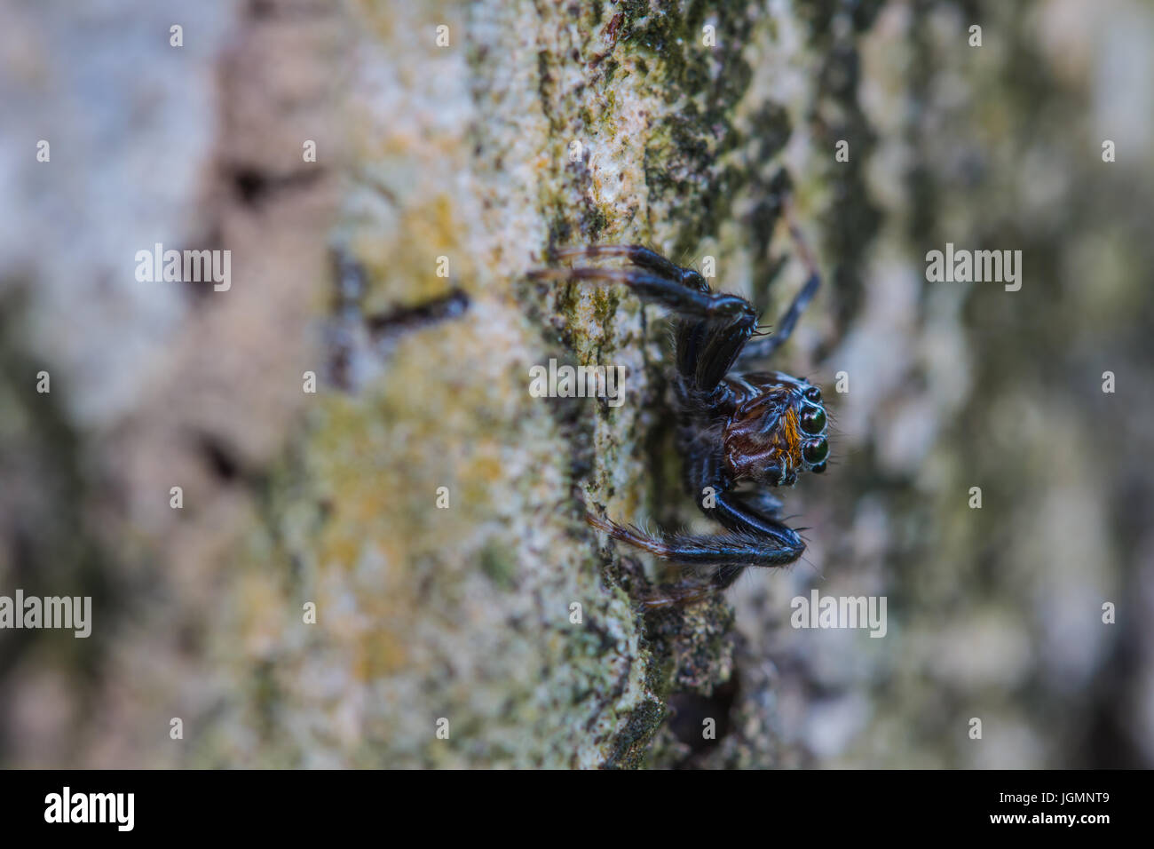 Close up spider in forest, abstract in nature background Stock Photo ...