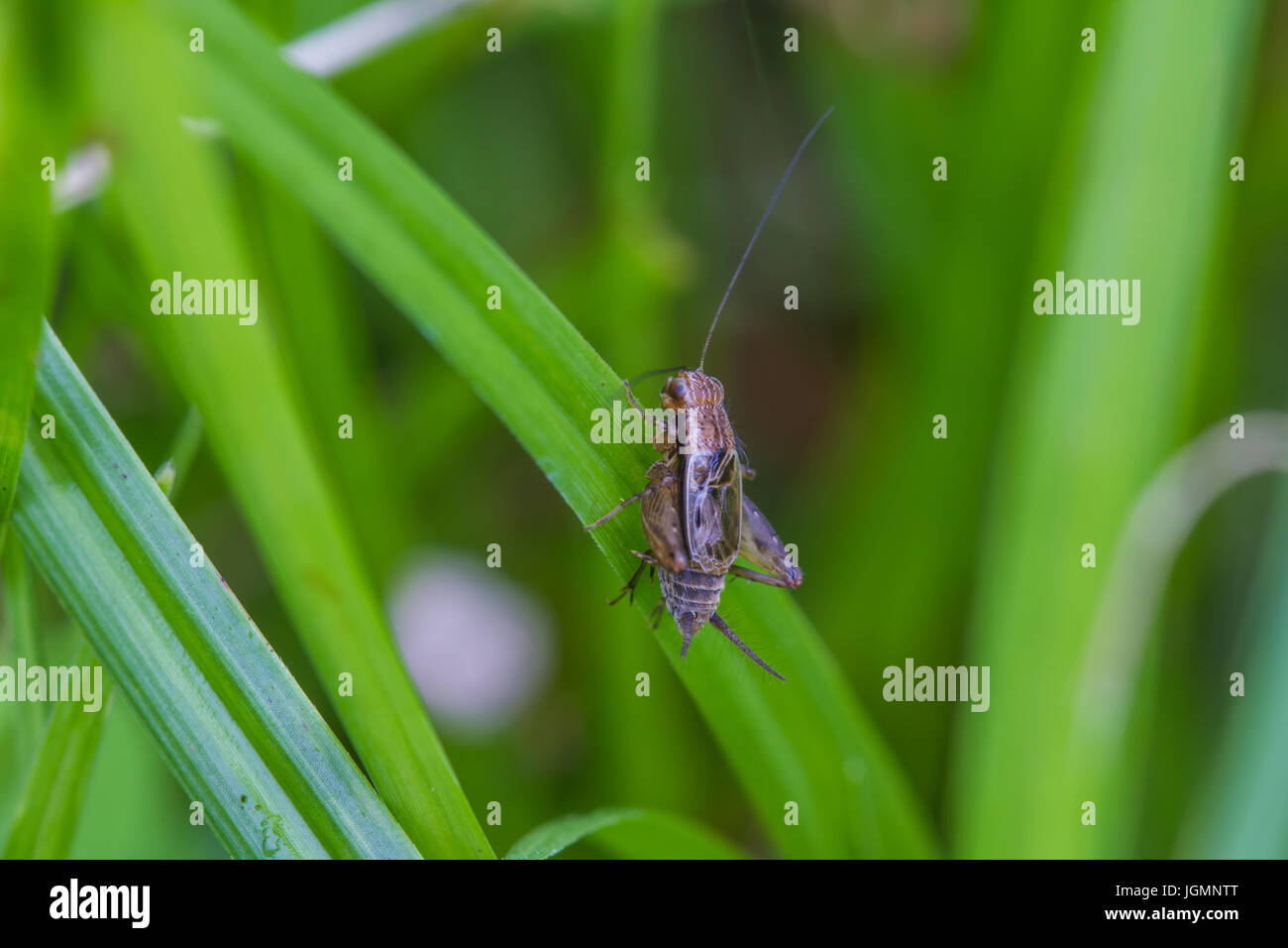 Close up House cricket (Acheta domestica) in tropical forest Stock ...
