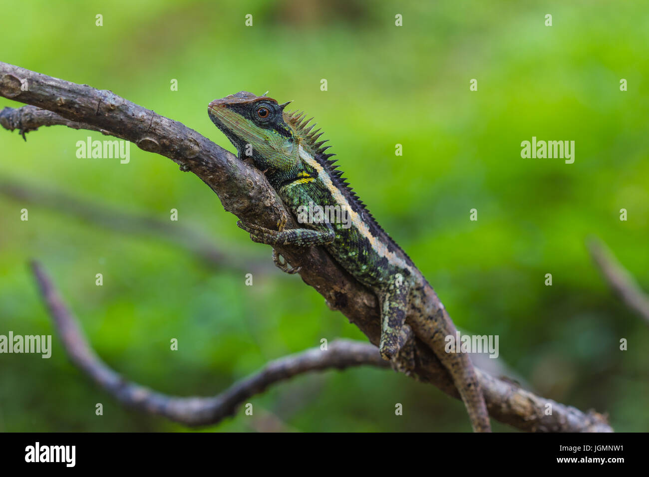 close up Green crested lizard, black face lizard in forest Stock Photo ...