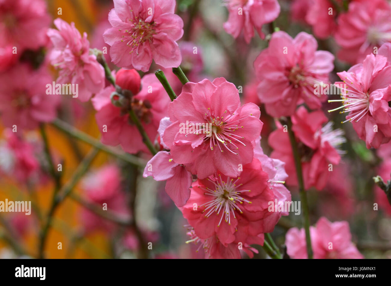 Spring flowers series, Japanese apricot blossom Stock Photo - Alamy