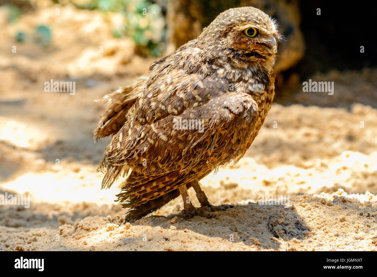 Burrowing owl (Athene cunicularia) with wet sand on his feathers Stock ...
