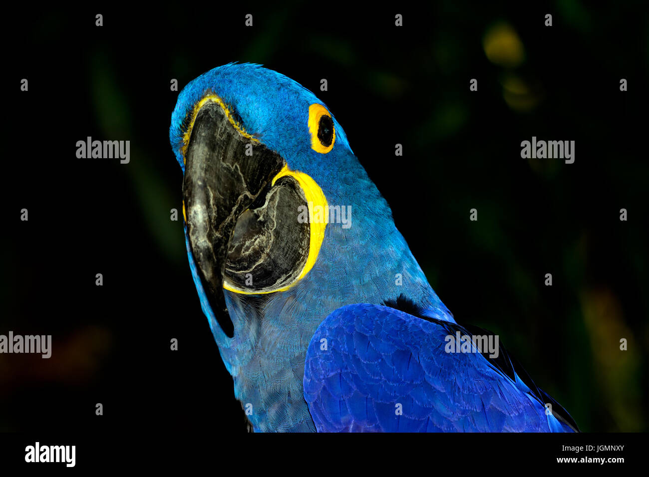 Hyacinth macaw (Anodorhynchus hyacinthinus), or hyacinthine macaw with ...