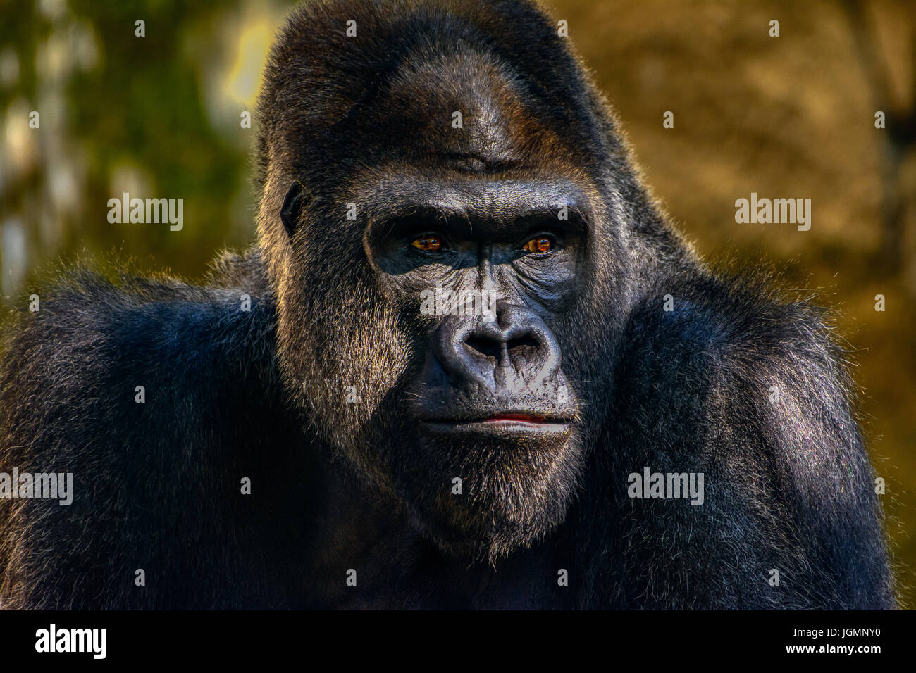 Mammals of the planet hi-res stock photography and images - Alamy