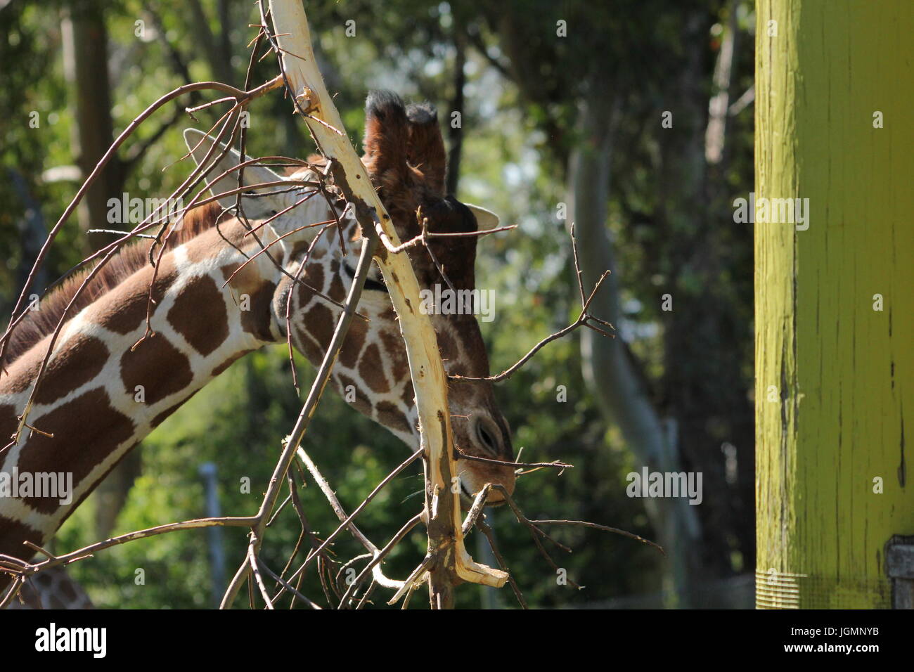 Cool giraffe hi-res stock photography and images - Alamy