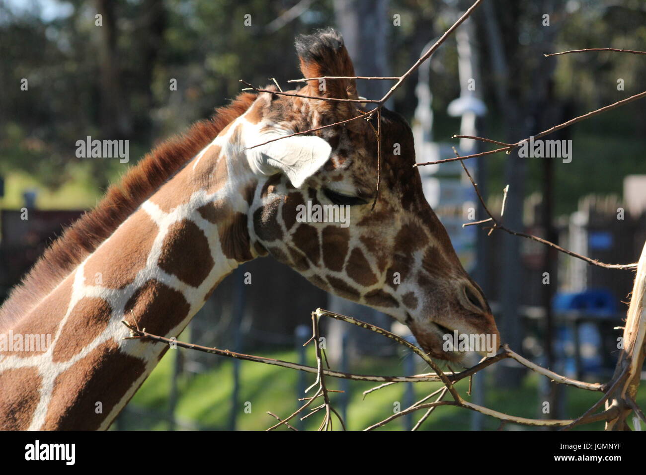 Cool giraffe hi-res stock photography and images - Alamy