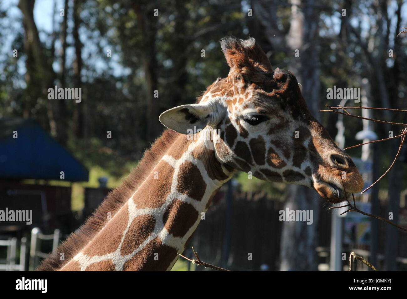 Cool giraffe hi-res stock photography and images - Alamy