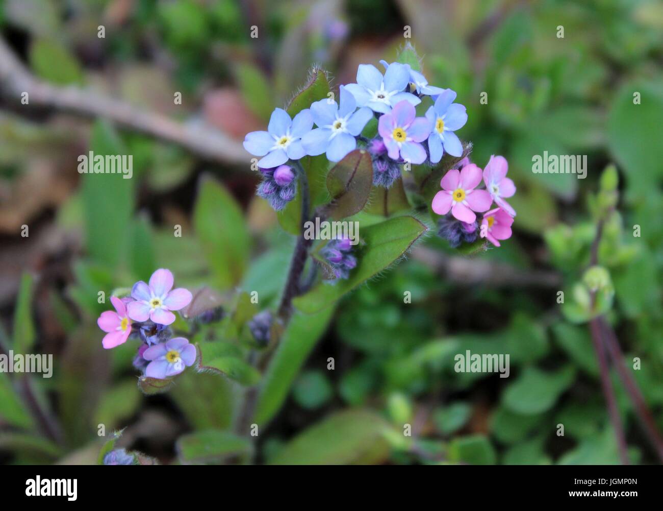 Blue And Pink Forget Me Not's Stock Photo - Alamy