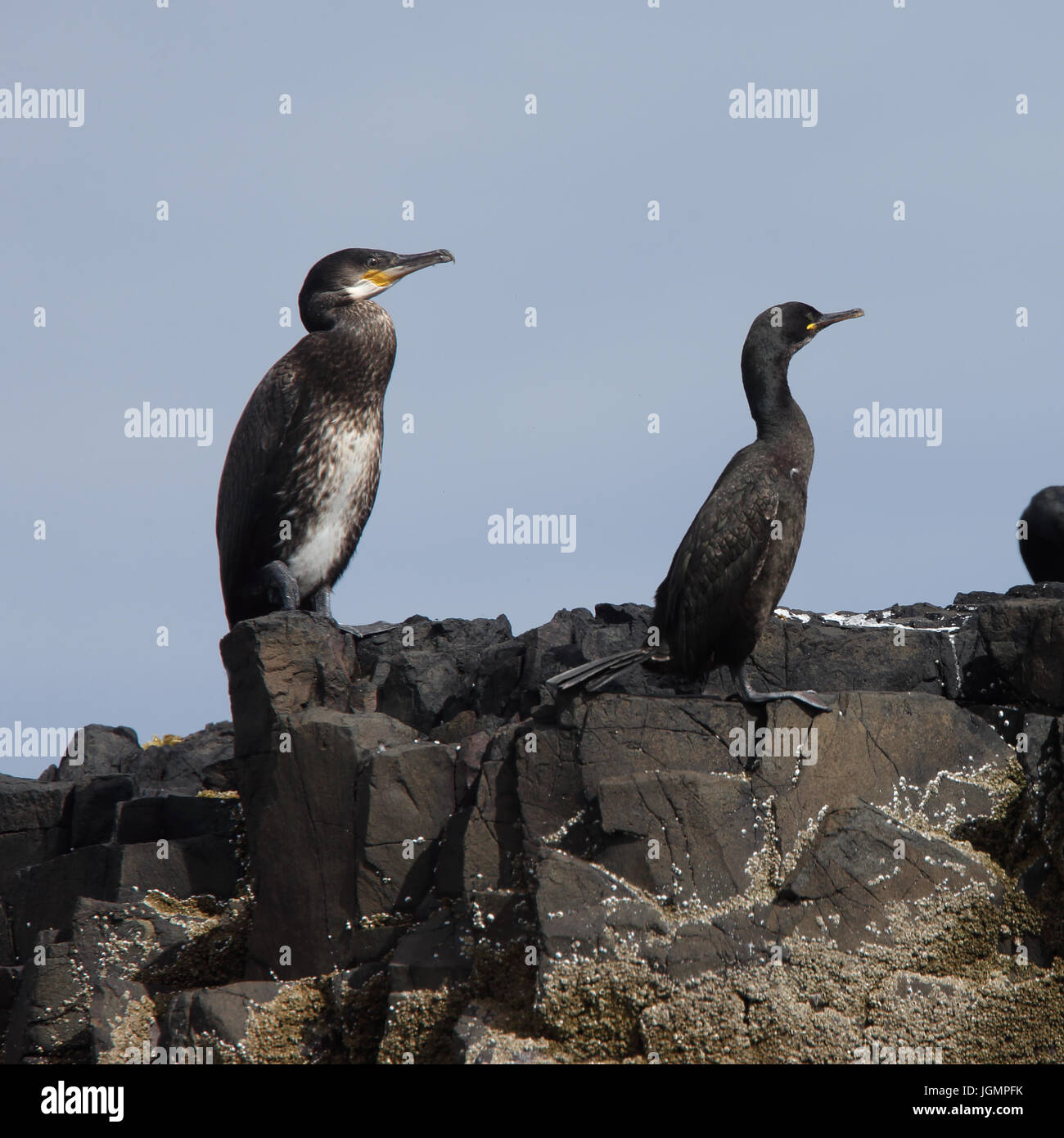 Size comparison of a Great Cormorant, juvenile, (Phalacrocorax carbo ...