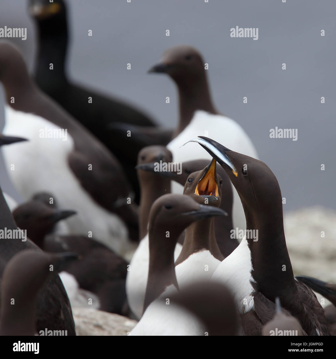 Guillemots, (Common Murres, Uria aalge) at their colony, one bird ...