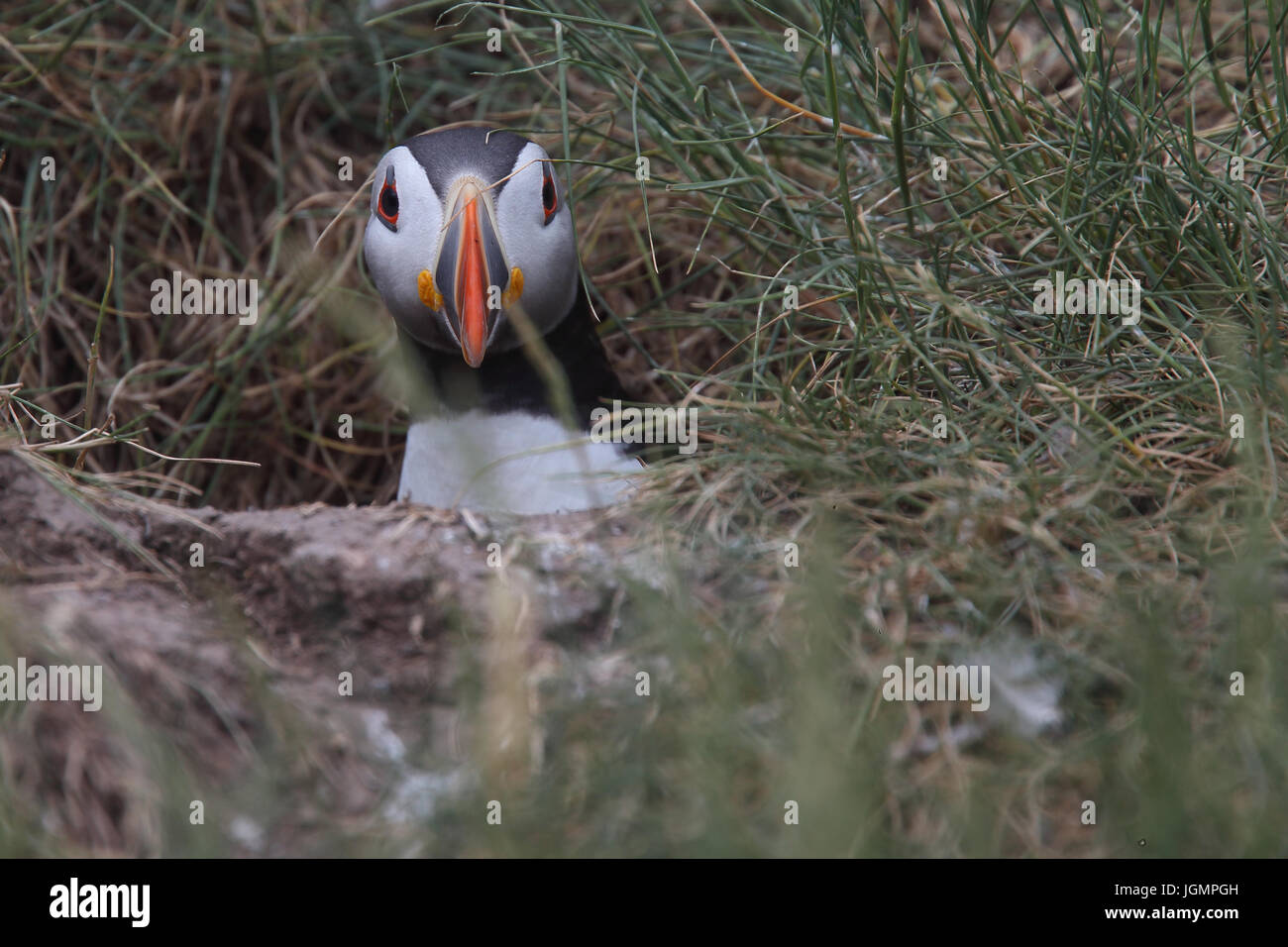 Atlantic Puffin (Fratercula arctica), peeping out of it's nesting ...