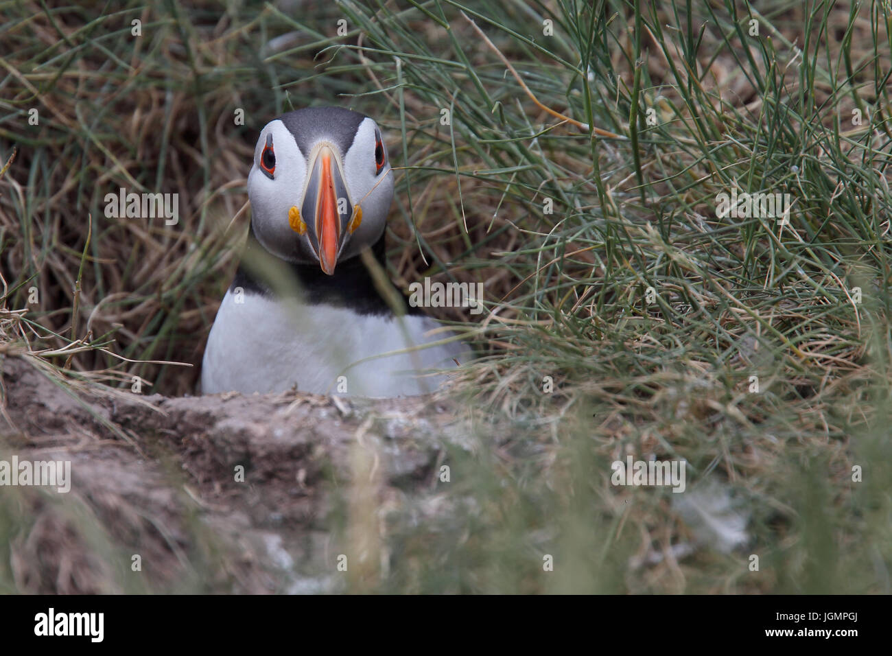 Atlantic Puffin Burrow High Resolution Stock Photography and Images - Alamy
