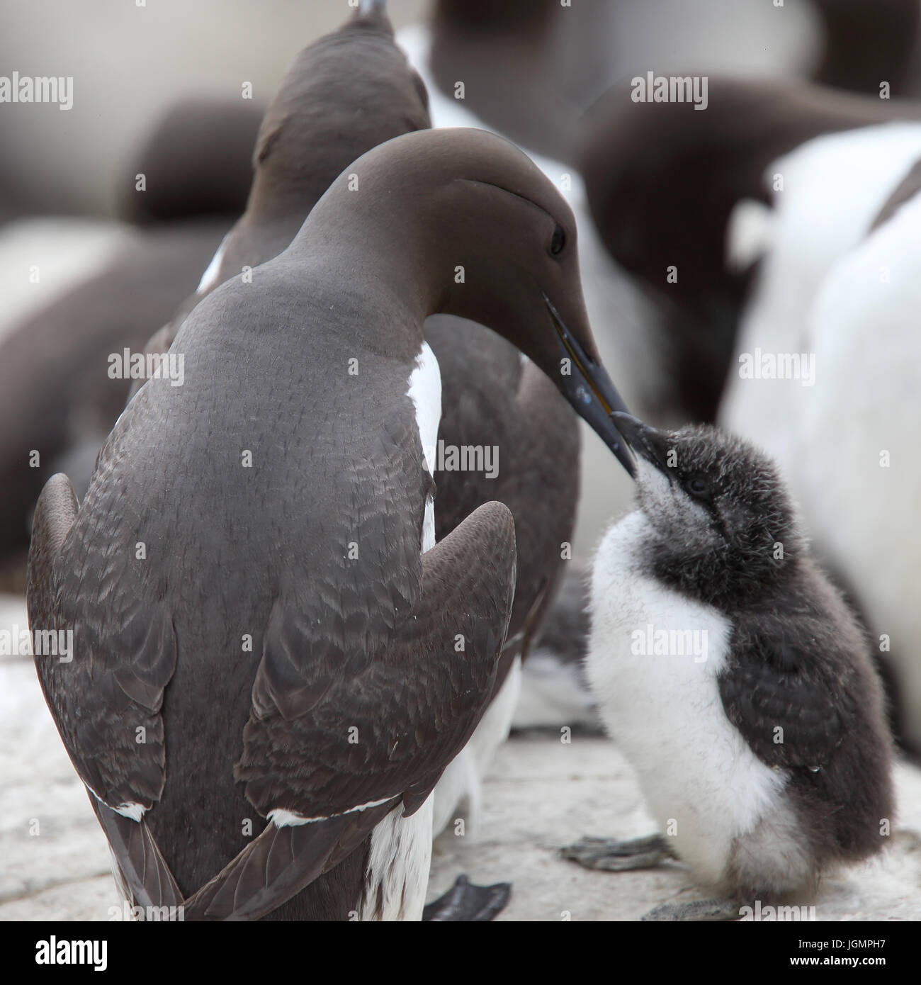 Guillemot england hi-res stock photography and images - Alamy