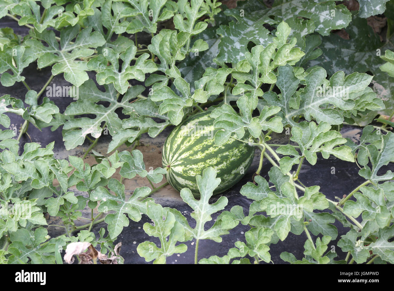 green Watermelon in the vegetable garden of a farmer Stock Photo - Alamy
