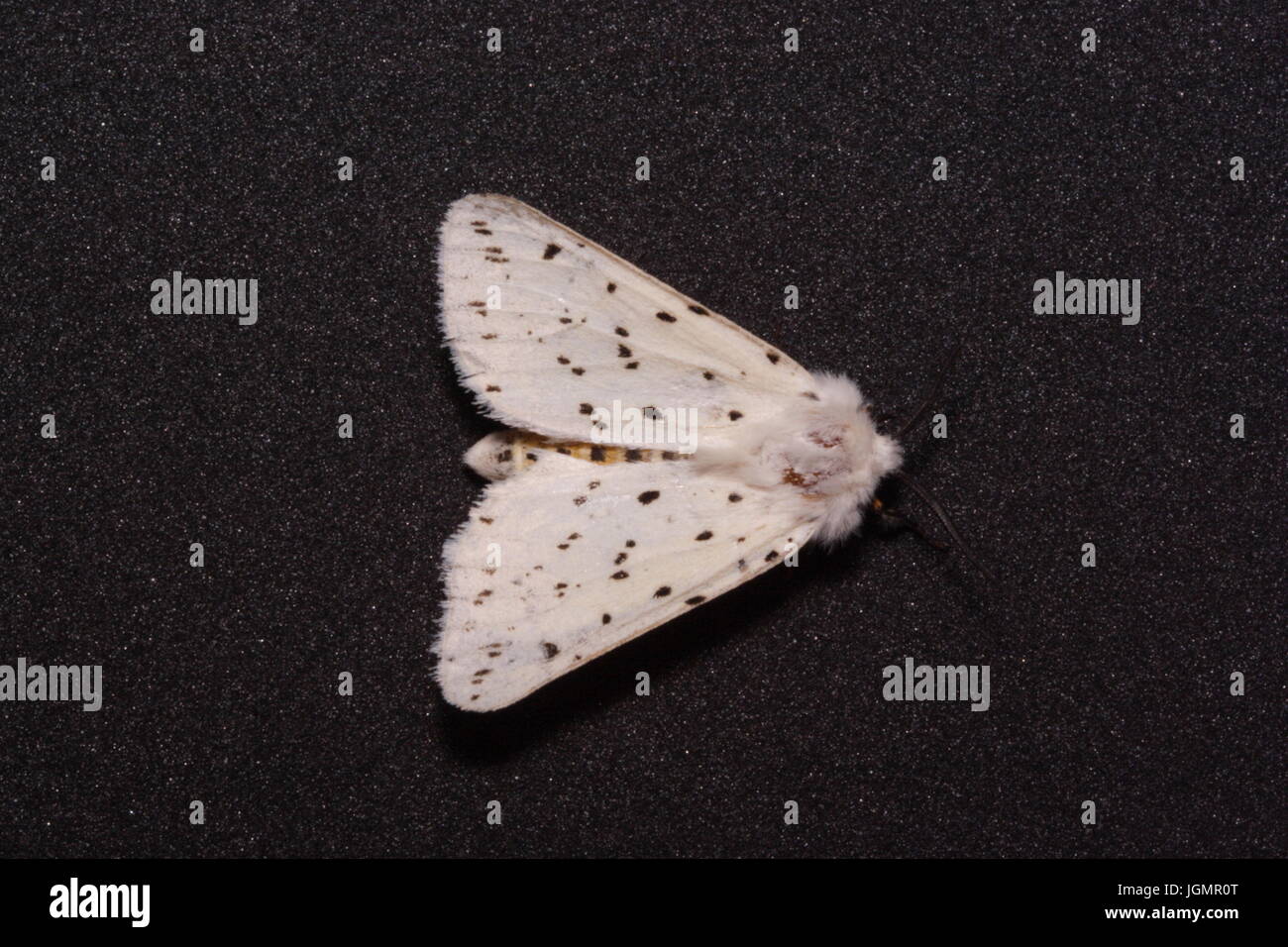 White Ermine Moth Stock Photo - Alamy