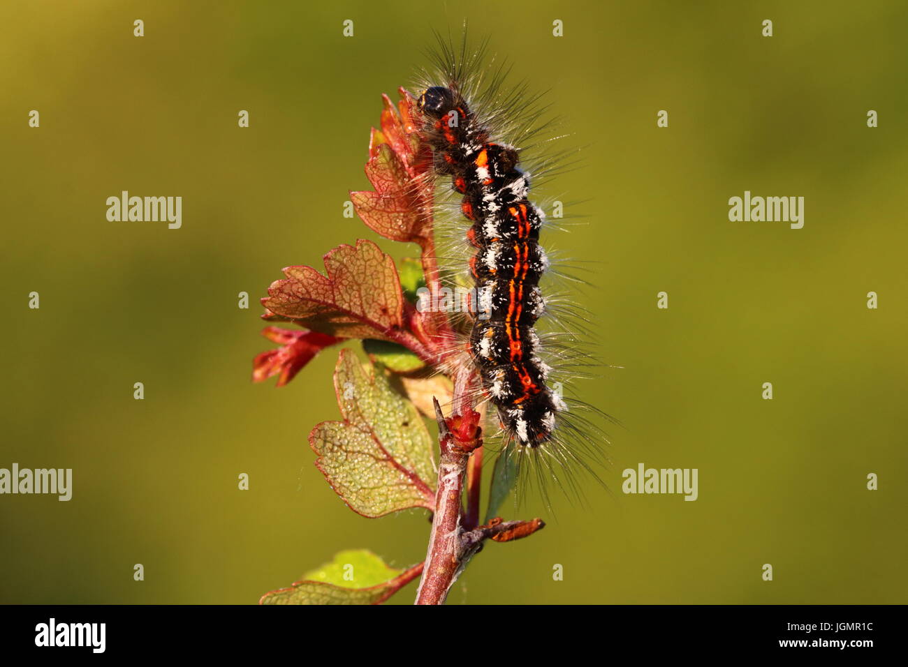 Yellow-tail Moth Larva Stock Photo - Alamy