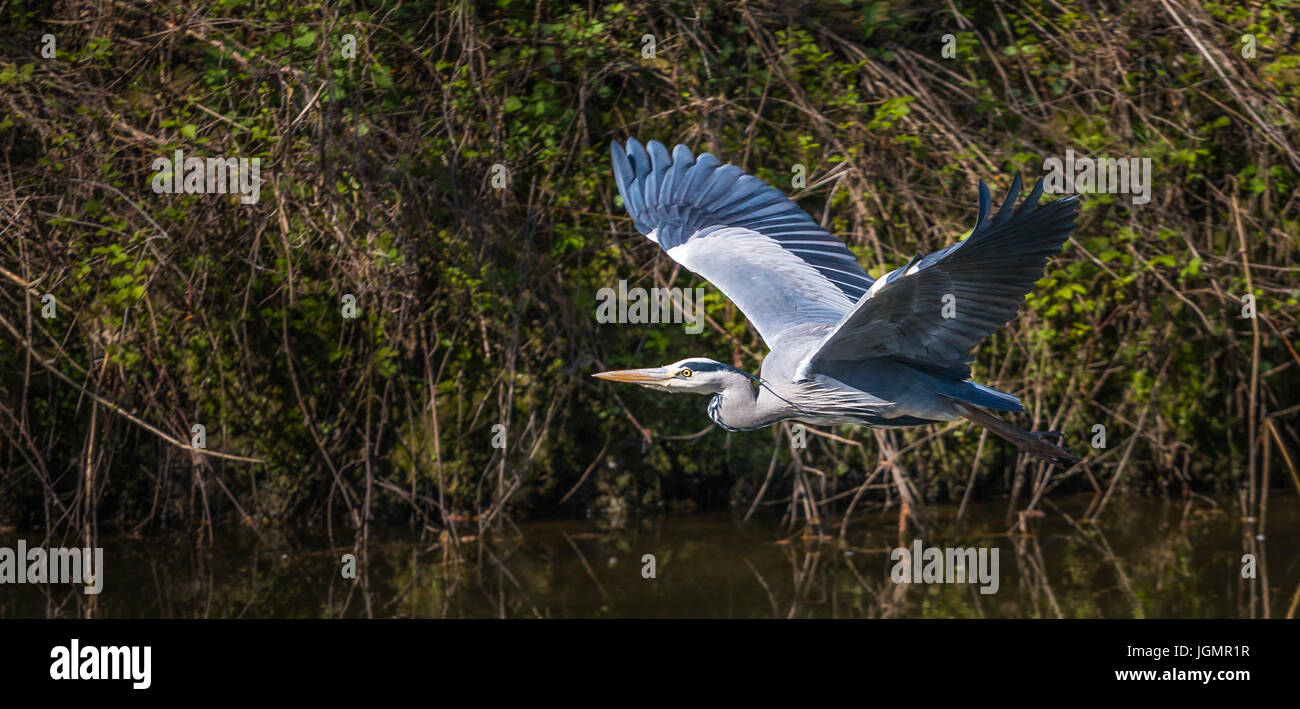 Flying up river hi-res stock photography and images - Alamy